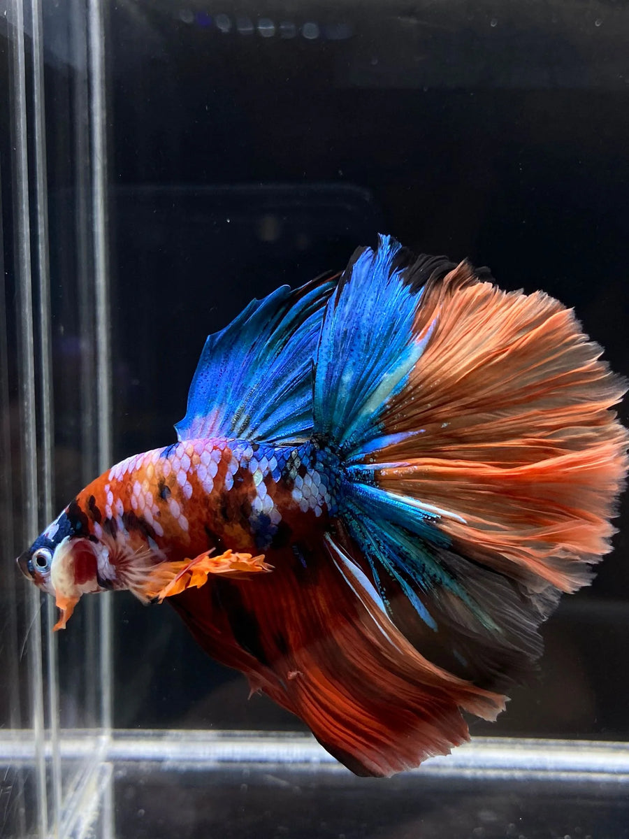 Unlocking the Secrets of Betta Fish Behavior: Understanding Your Aquat ...