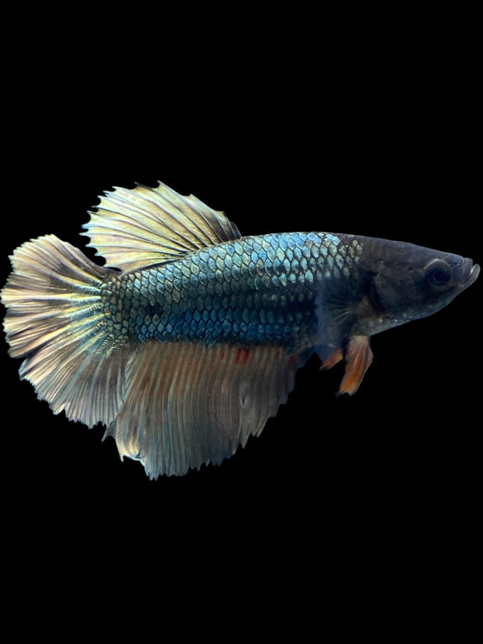 TOP GRADE Female Halfmoon - Fancy Copper #013 - Live Betta Fish – Tucky ...