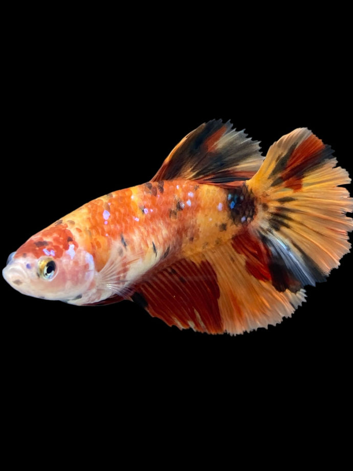 TOP GRADE Female Halfmoon - Galaxy #025 - Live Betta Fish – Tucky's Bettas