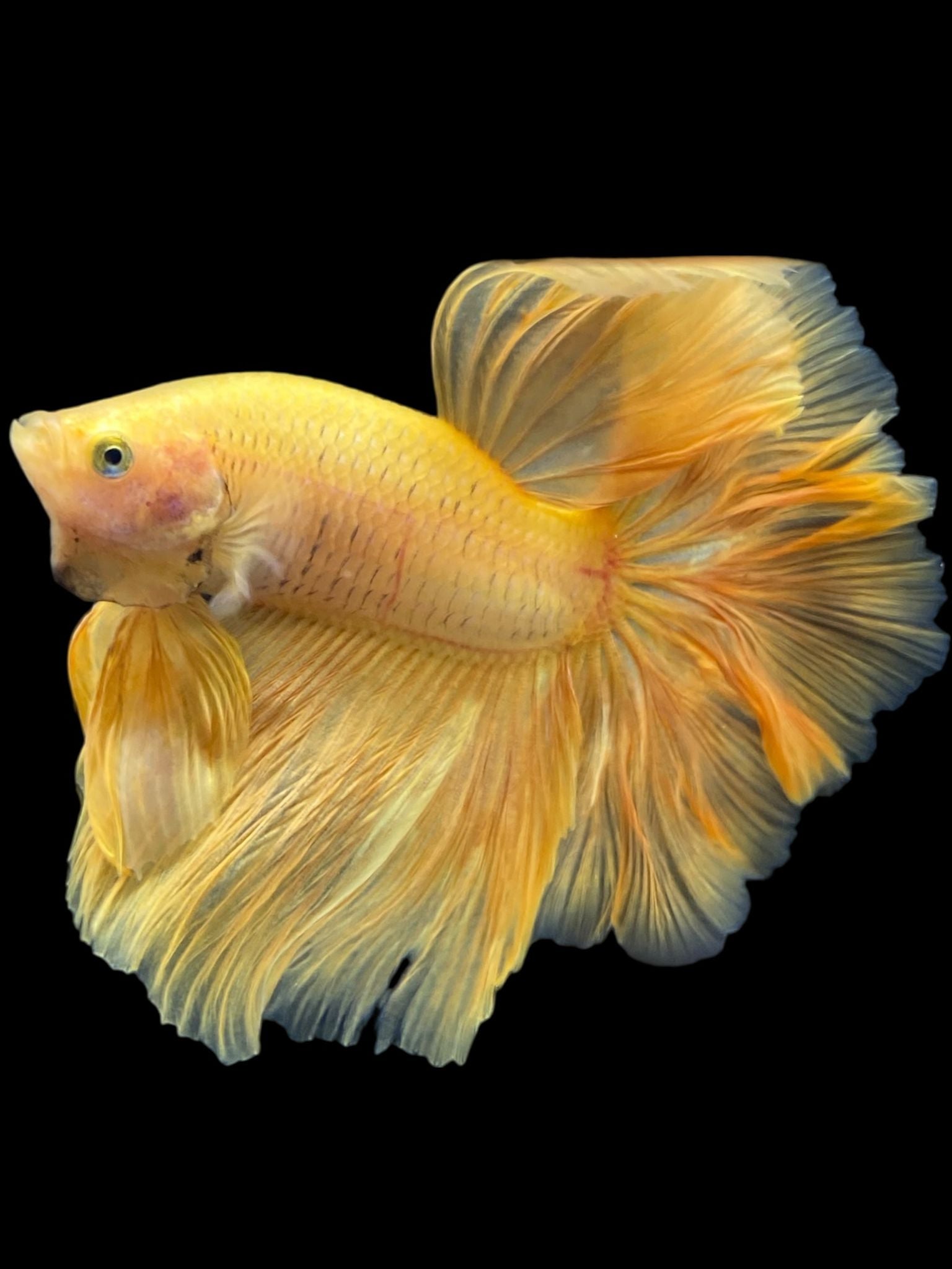 Male Rosetail - Yellow Banana #044 - Live Betta Fish – Tucky's Bettas