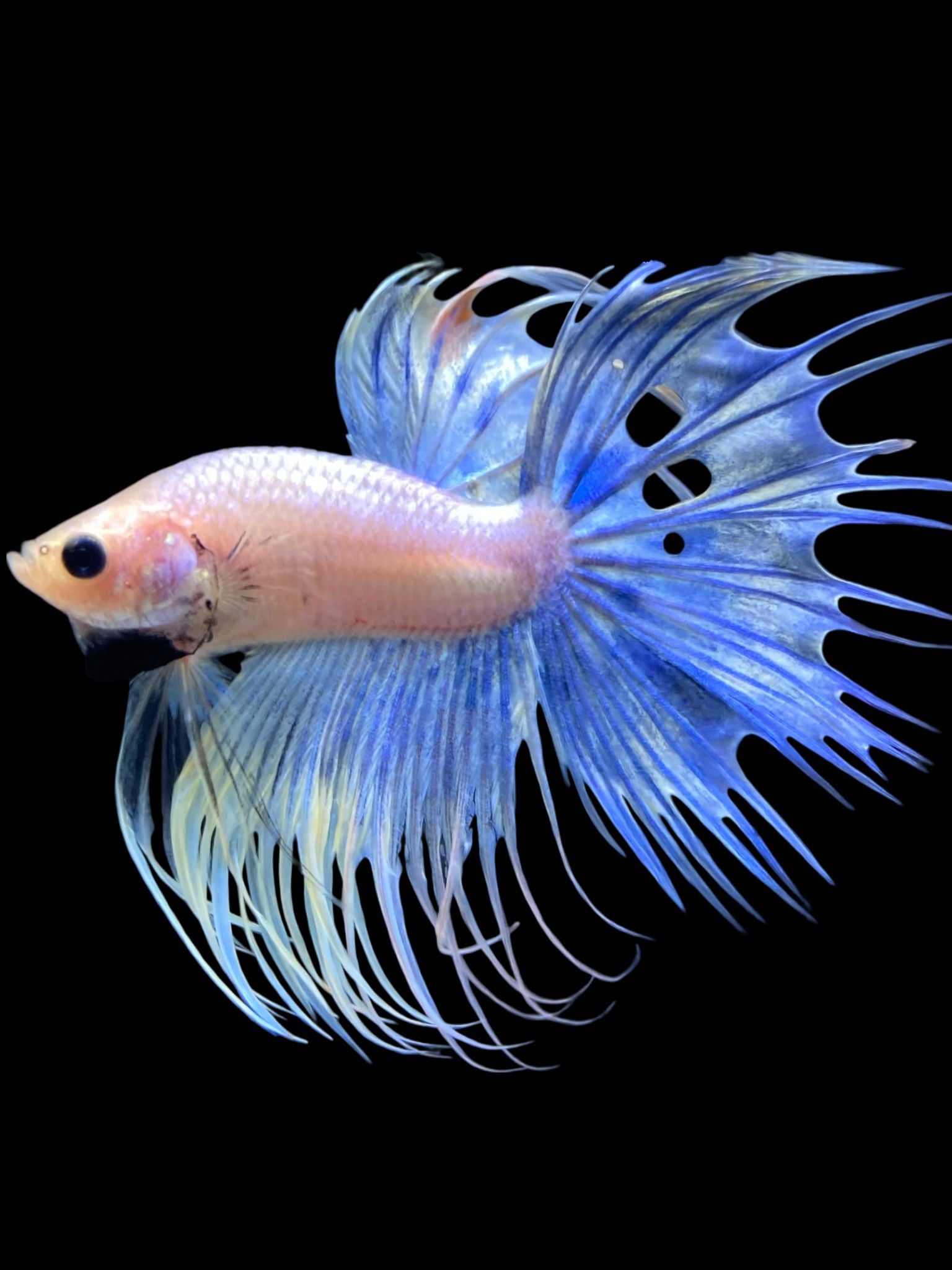 Male Crowntail - Blue Pastel #045 - Live Betta Fish (HOLE ON TAIL ...