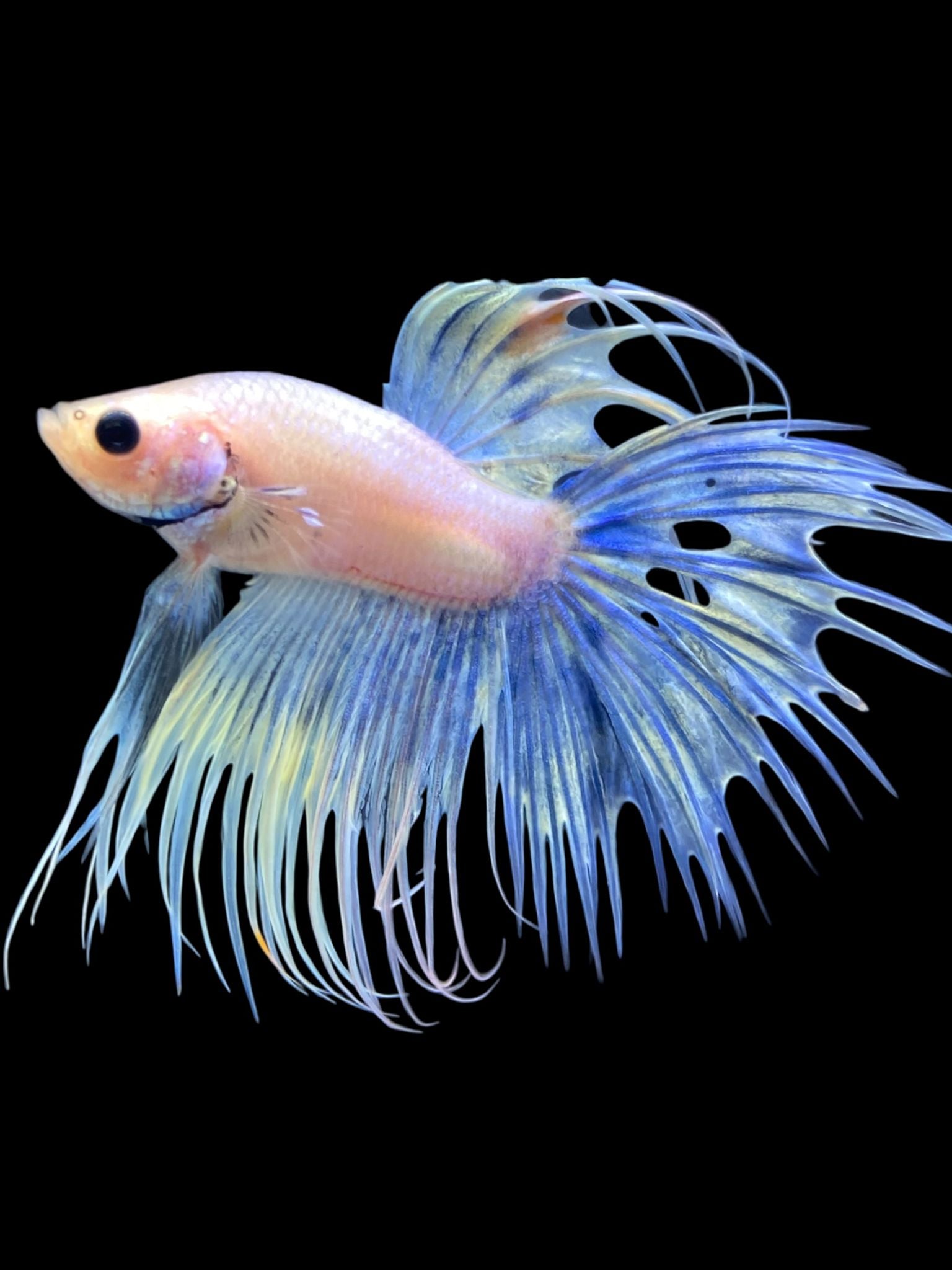 Male Crowntail - Blue Pastel #045 - Live Betta Fish (HOLE ON TAIL ...