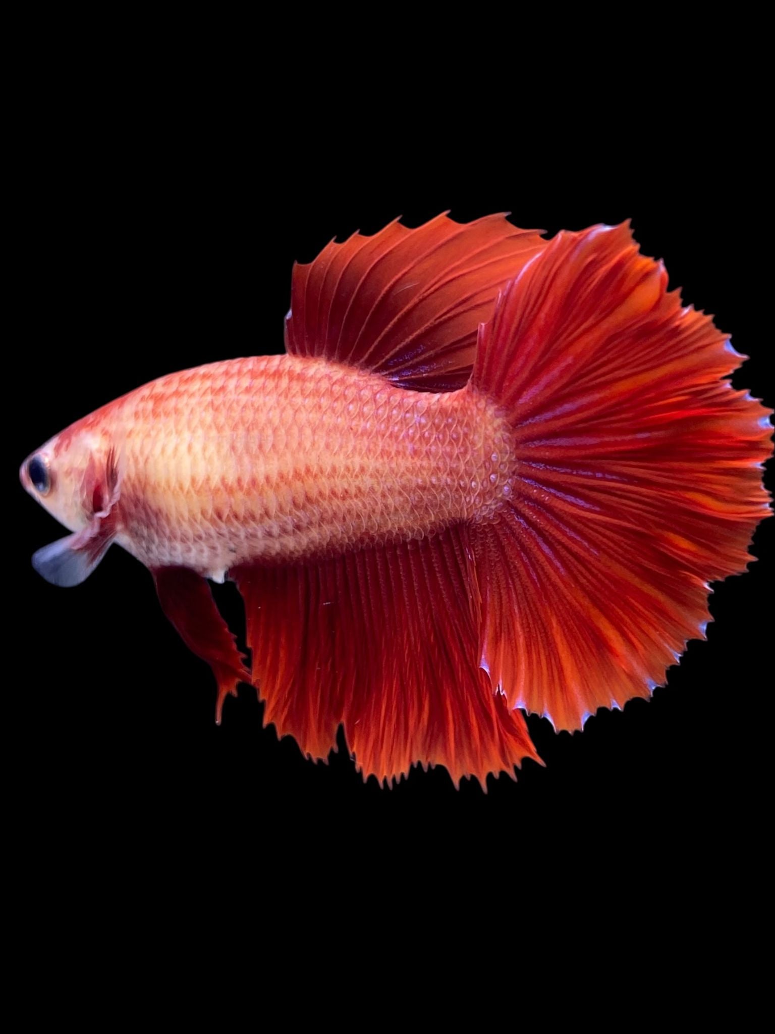 TOP GRADE Female Halfmoon - Super Red #054 - Live Betta Fish – Tucky's ...