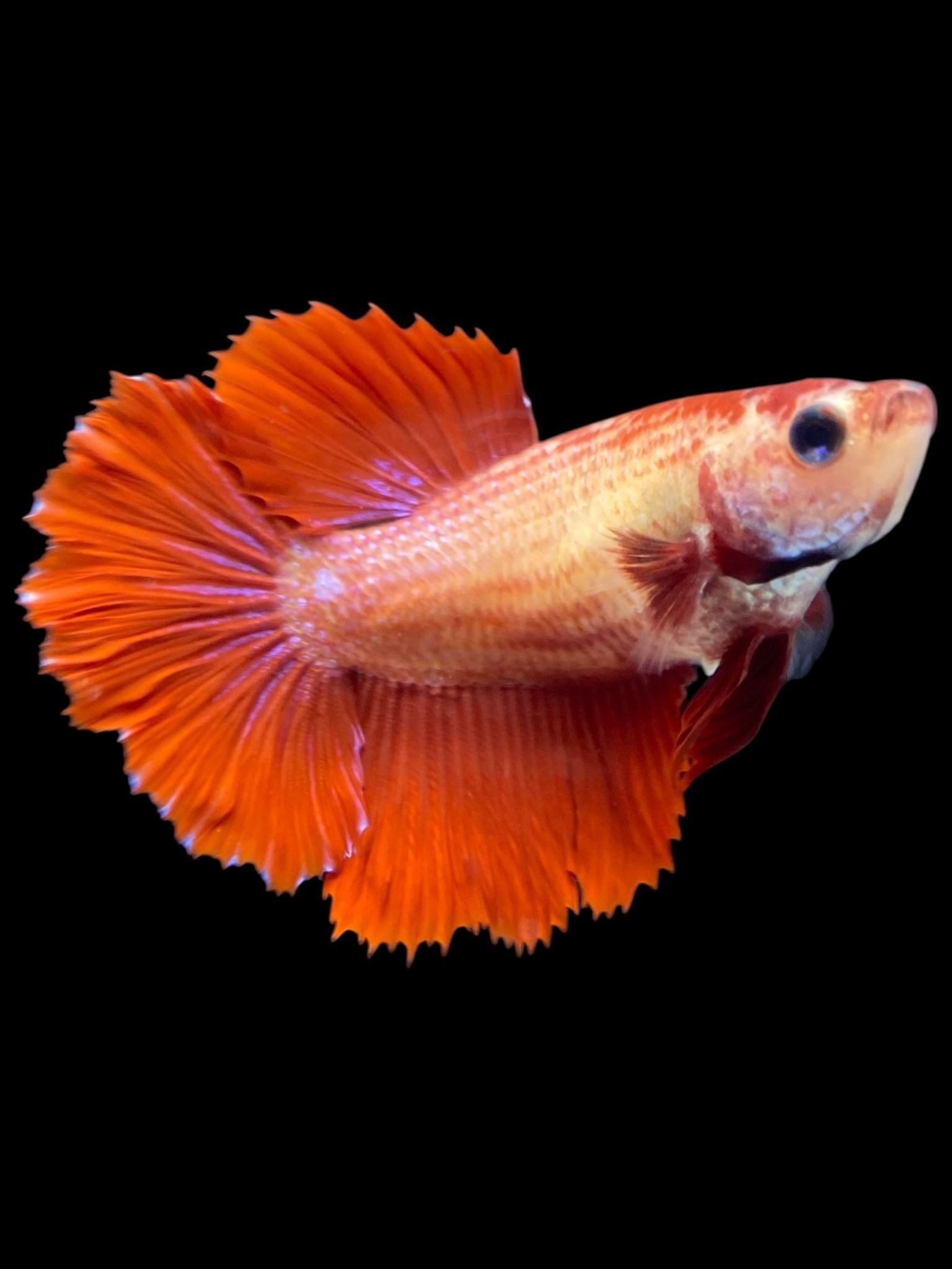 TOP GRADE Female Halfmoon - Super Red #054 - Live Betta Fish – Tucky's ...