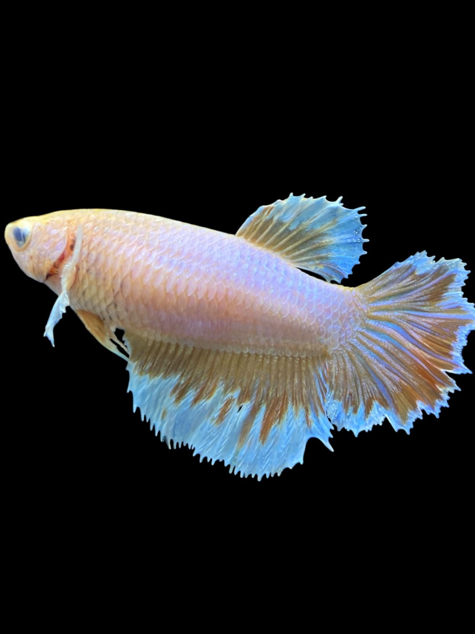 TOP GRADE Female Rosetail - Gold #064 - Live Betta Fish – Tucky's Bettas