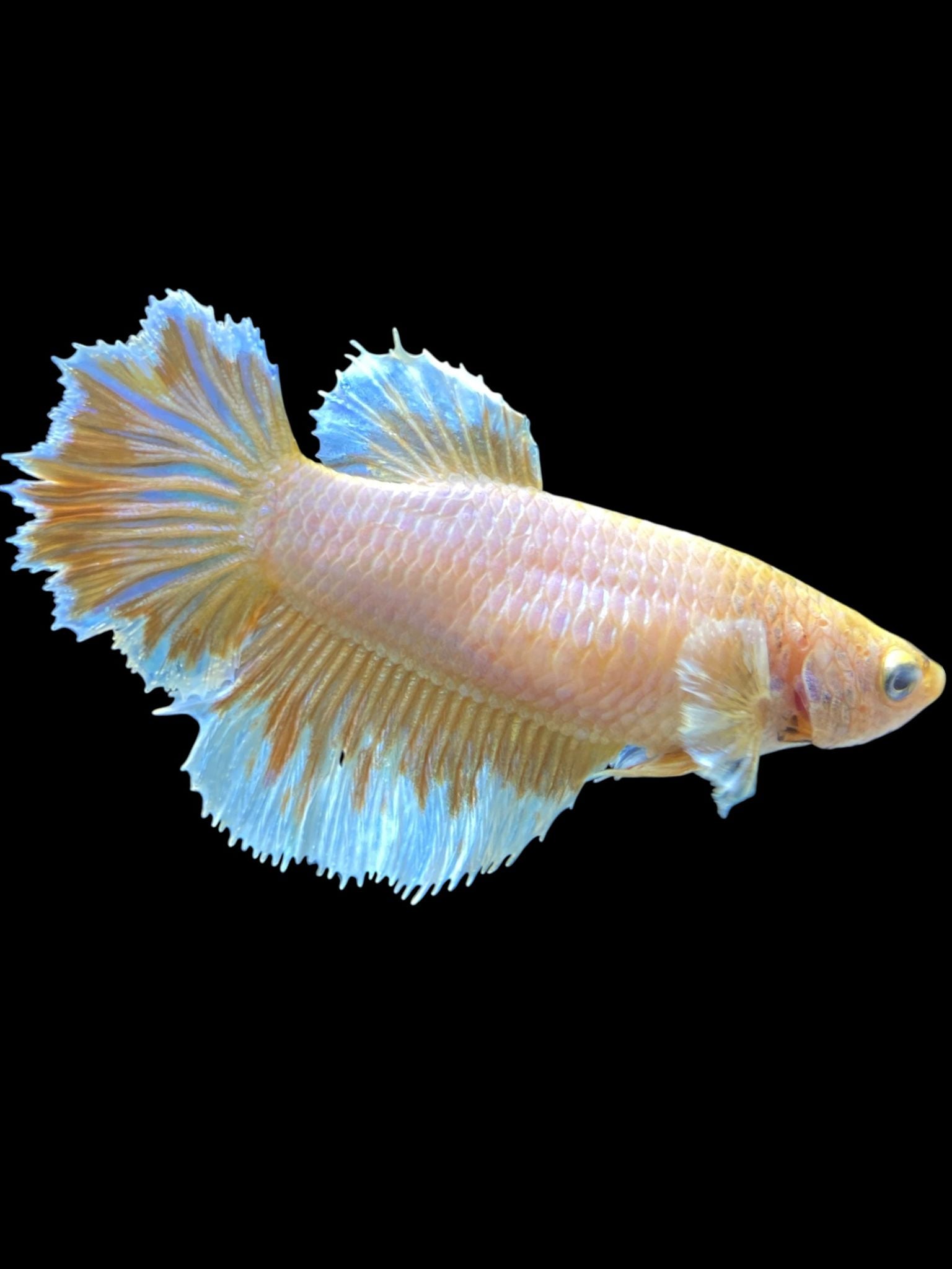 TOP GRADE Female Rosetail - Gold #064 - Live Betta Fish – Tucky's Bettas