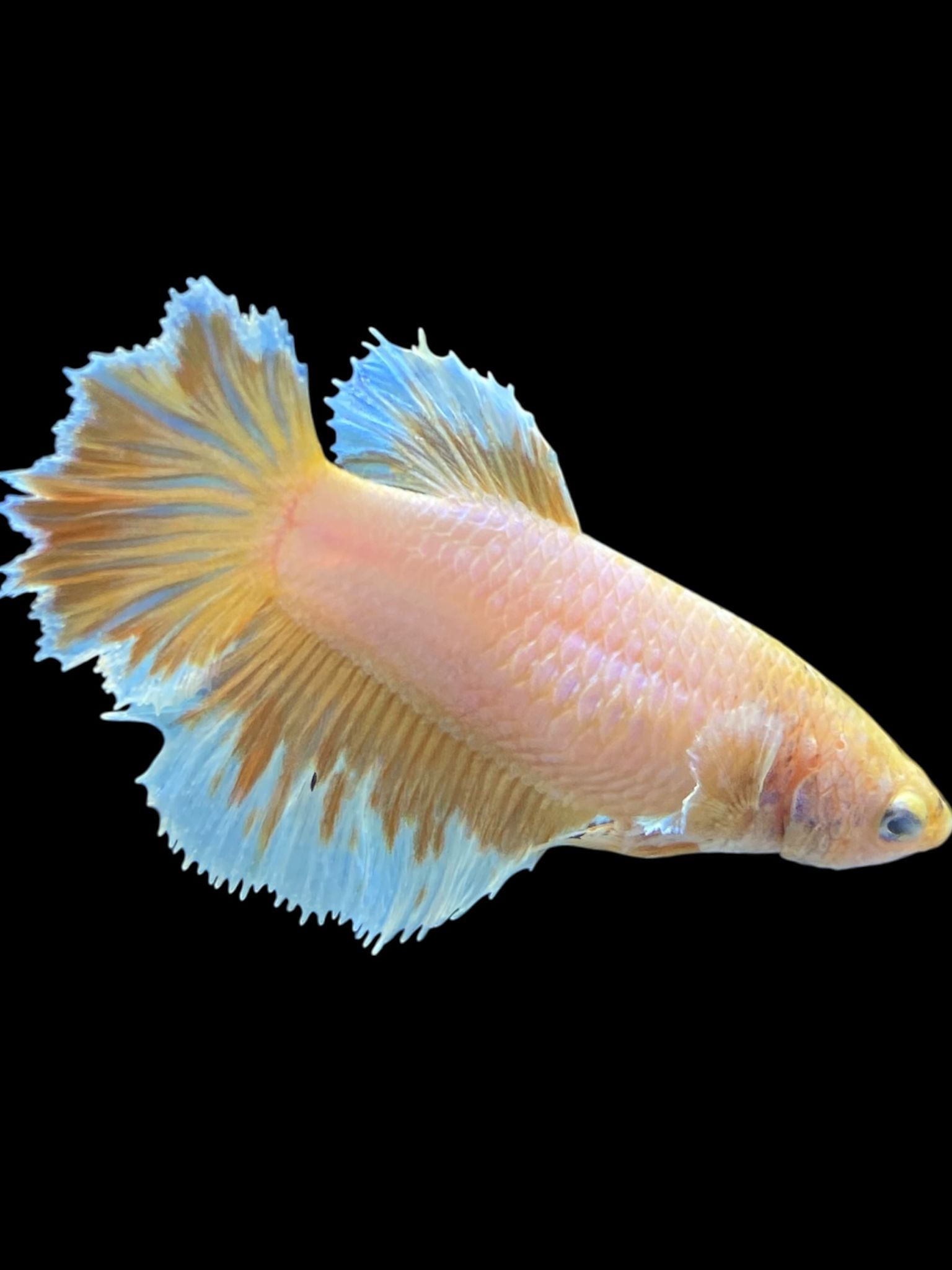 TOP GRADE Female Rosetail - Gold #064 - Live Betta Fish – Tucky's Bettas