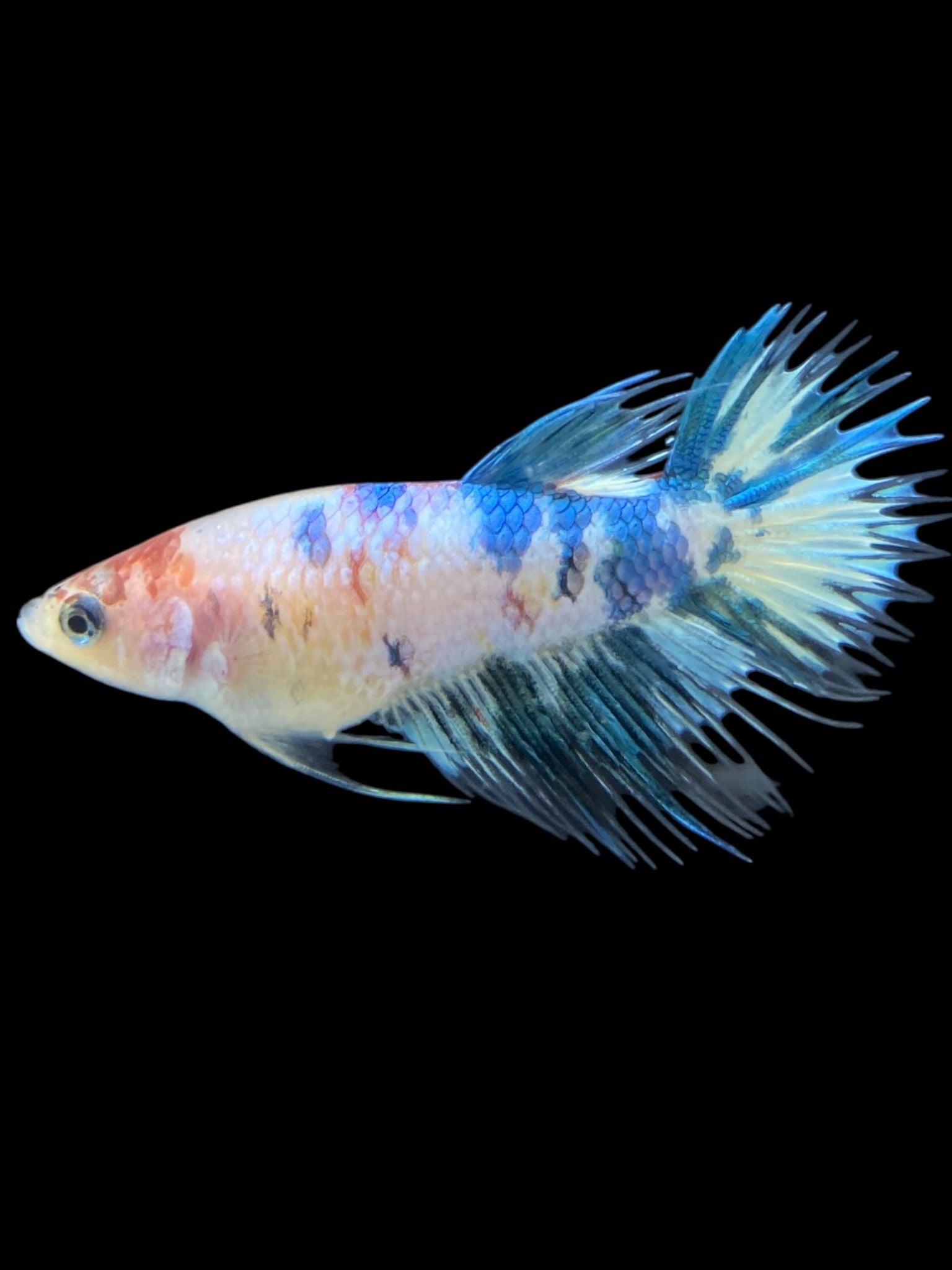 TOP GRADE Female Crowntail - Dot #086 - Live Betta Fish – Tucky's Bettas