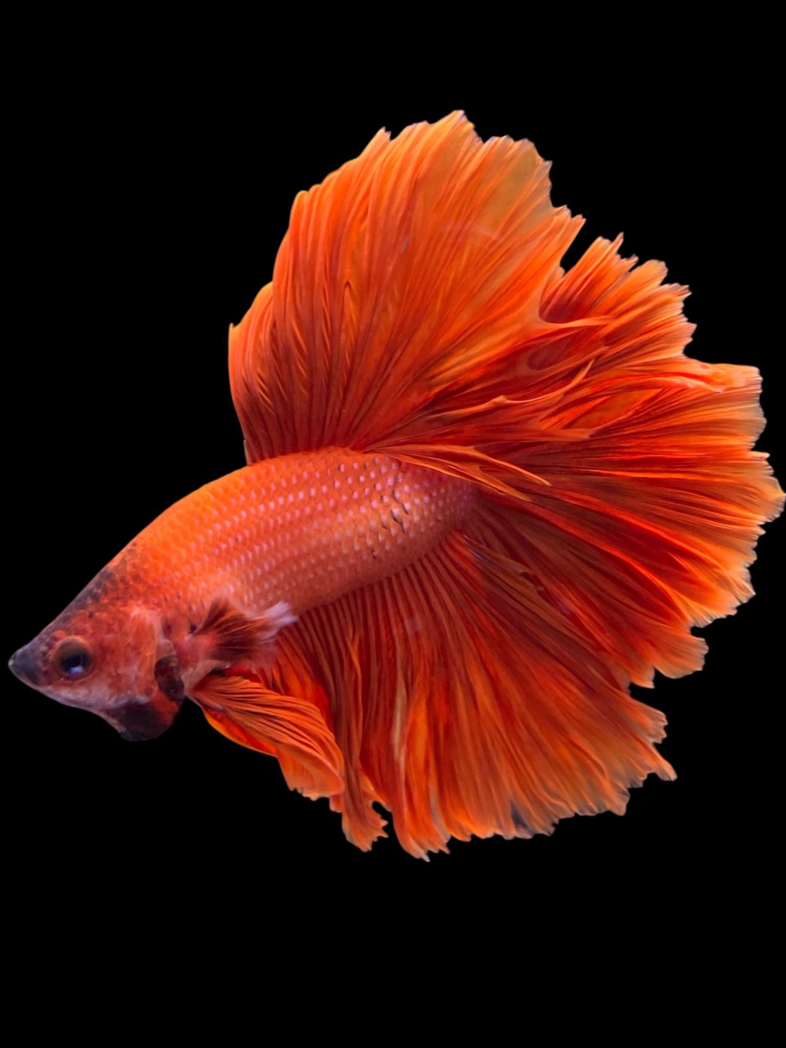 Male Rosetail - Full Red #106 - Live Betta Fish – Tucky's Bettas