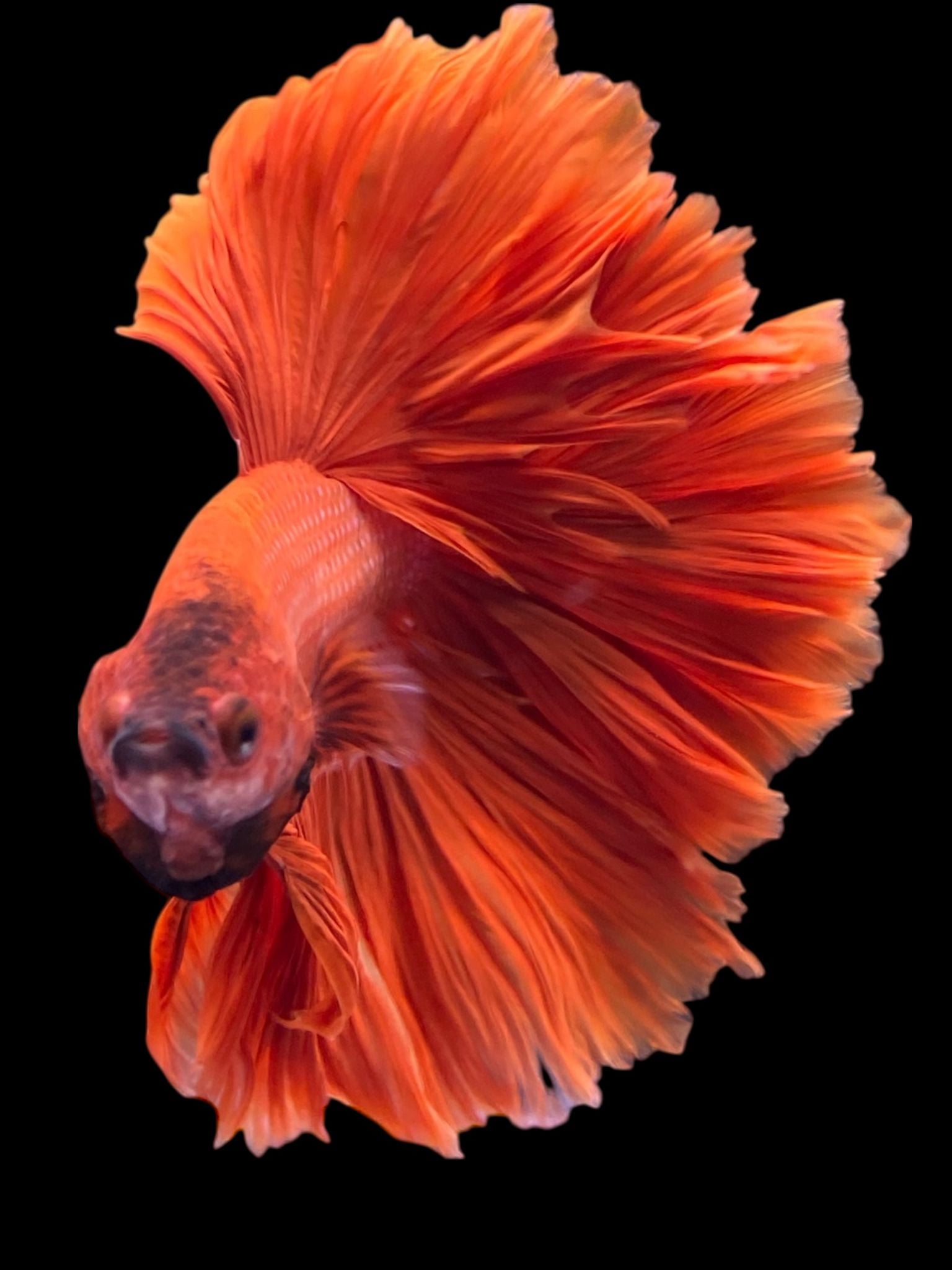 Male Rosetail - Full Red #106 - Live Betta Fish – Tucky's Bettas