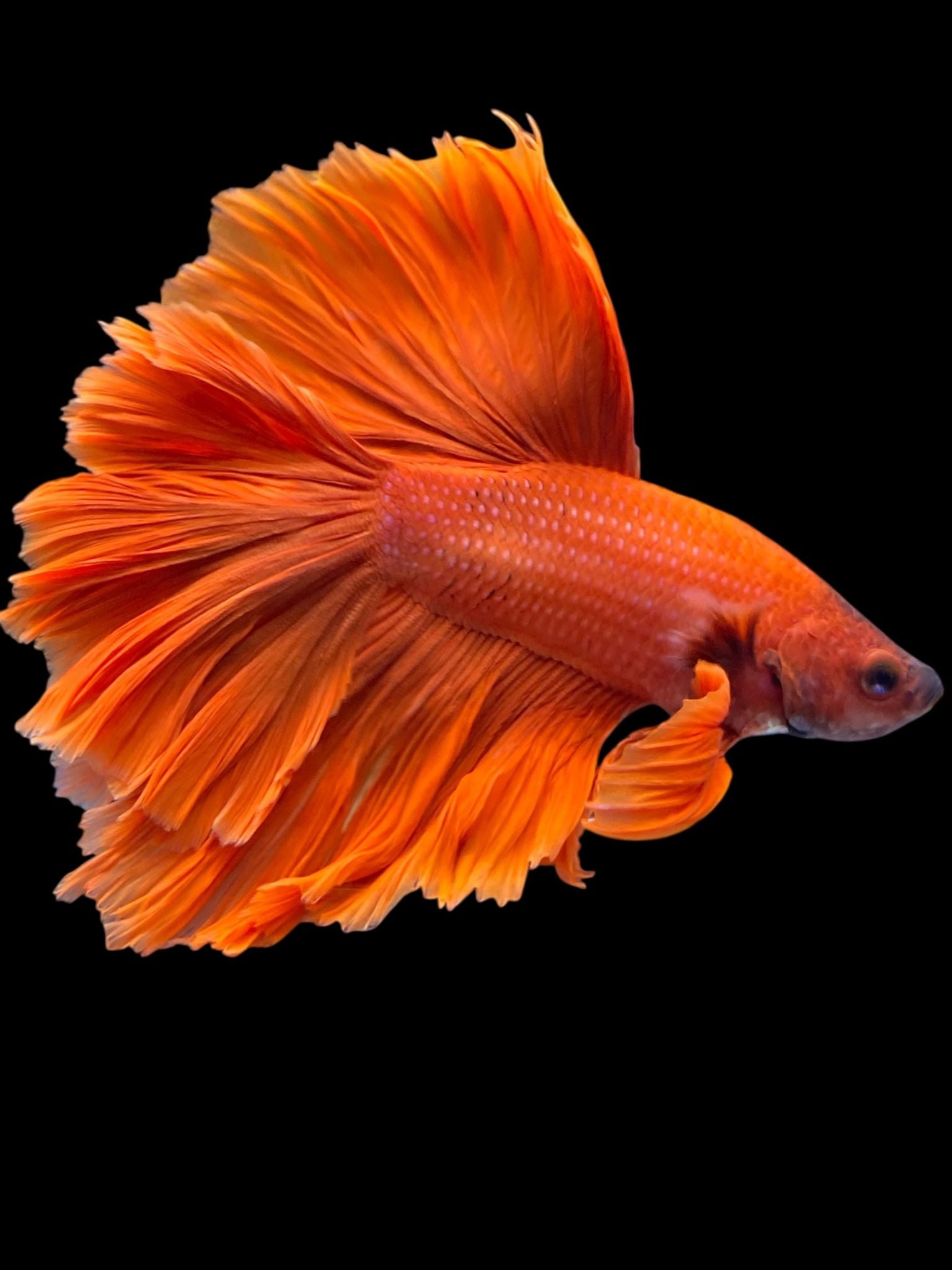 Male Rosetail - Full Red #106 - Live Betta Fish – Tucky's Bettas