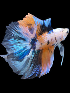 Male Fullmoon - Candy #1234 - Live Betta Fish – Tucky's Bettas