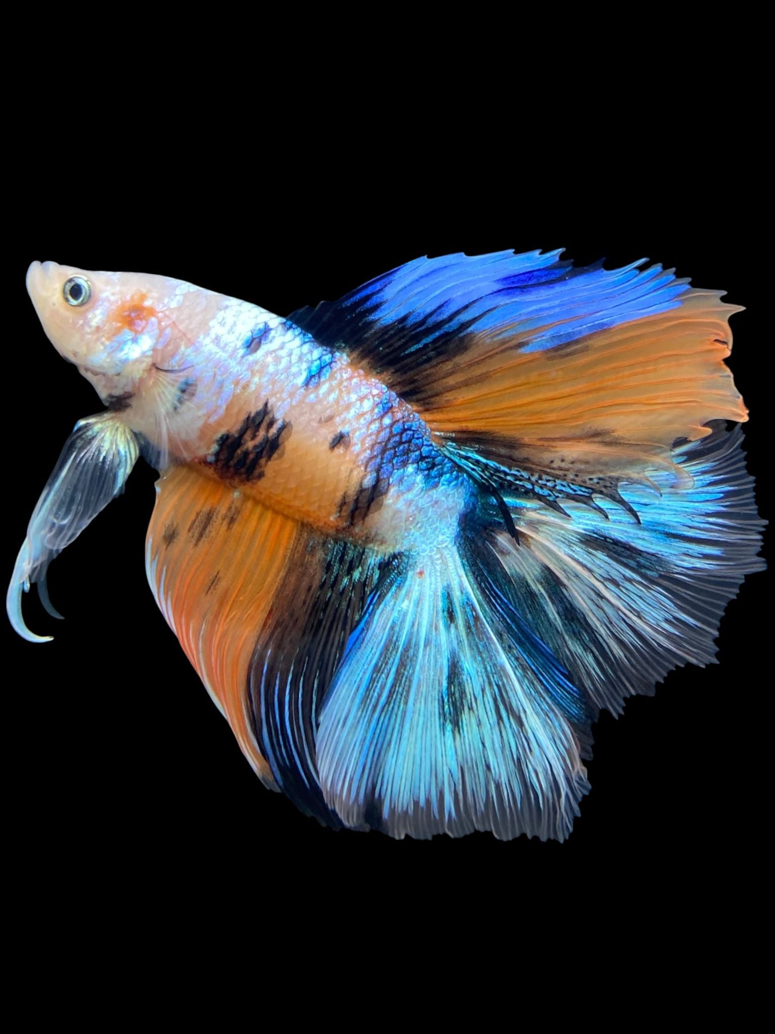 Male Fullmoon - Candy #1234 - Live Betta Fish – Tucky's Bettas