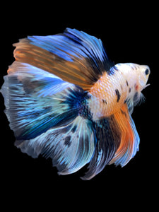 Male Fullmoon - Candy #1234 - Live Betta Fish – Tucky's Bettas