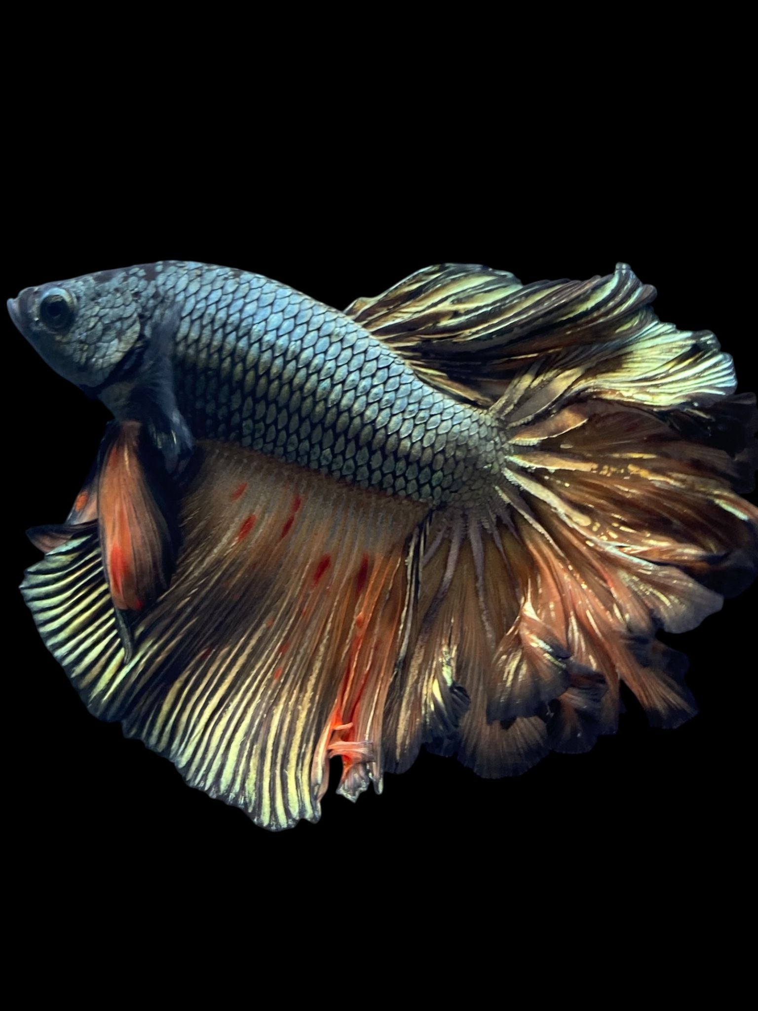 Male Feather Tail - Copper Vanda #2507 - Live Betta Fish – Tucky's Bettas