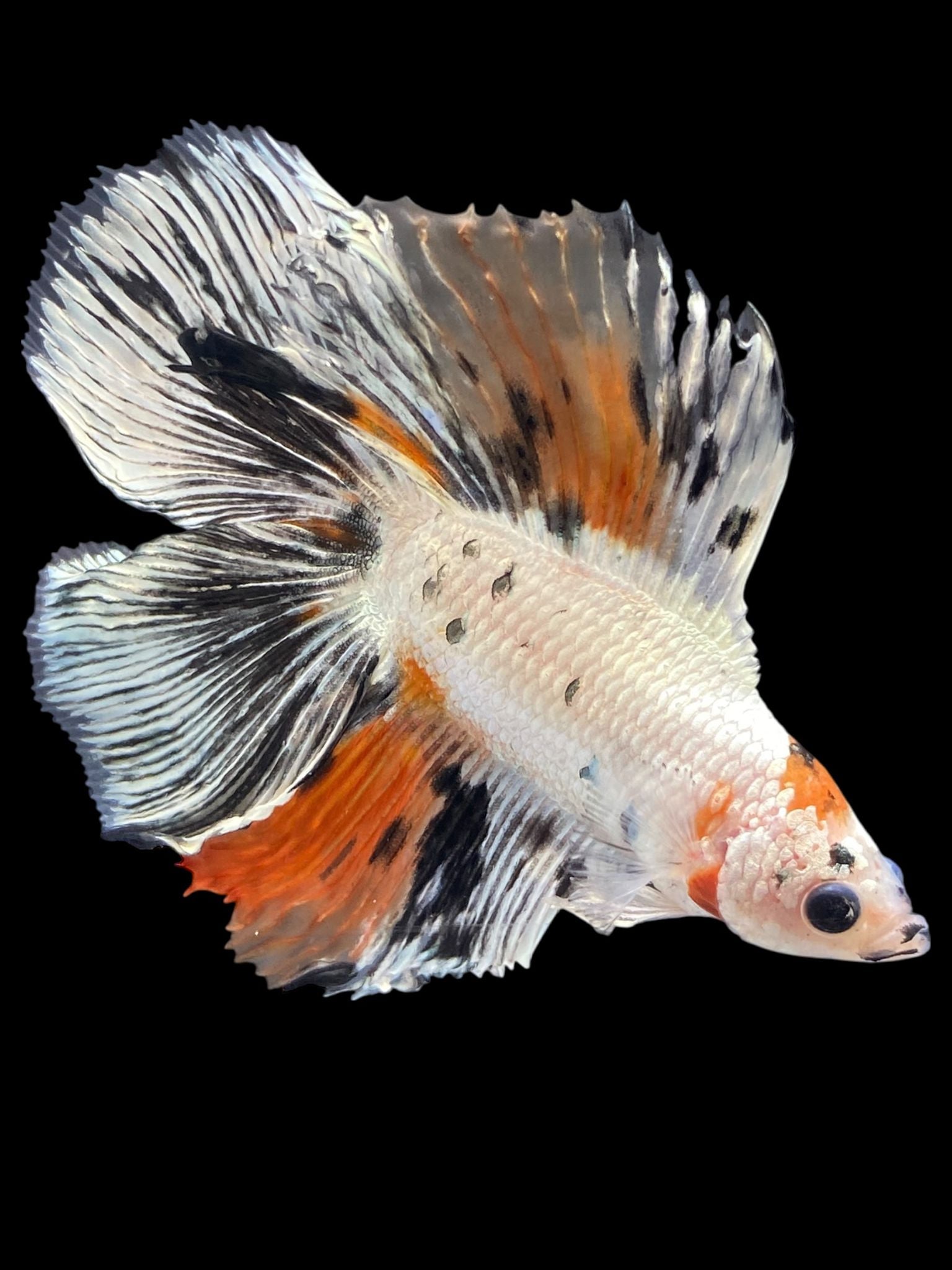 Male Double Tail - Snow Candy #275 - Live Betta Fish – Tucky's Bettas