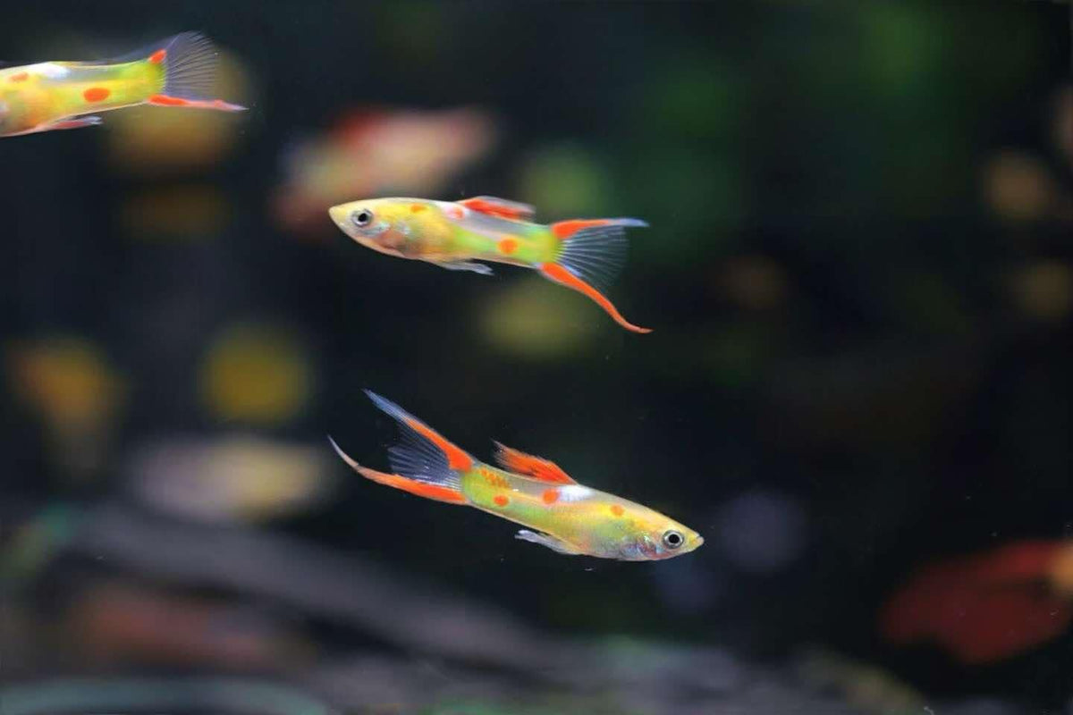 Golden Endlers - 3 Pack – Tucky's Bettas