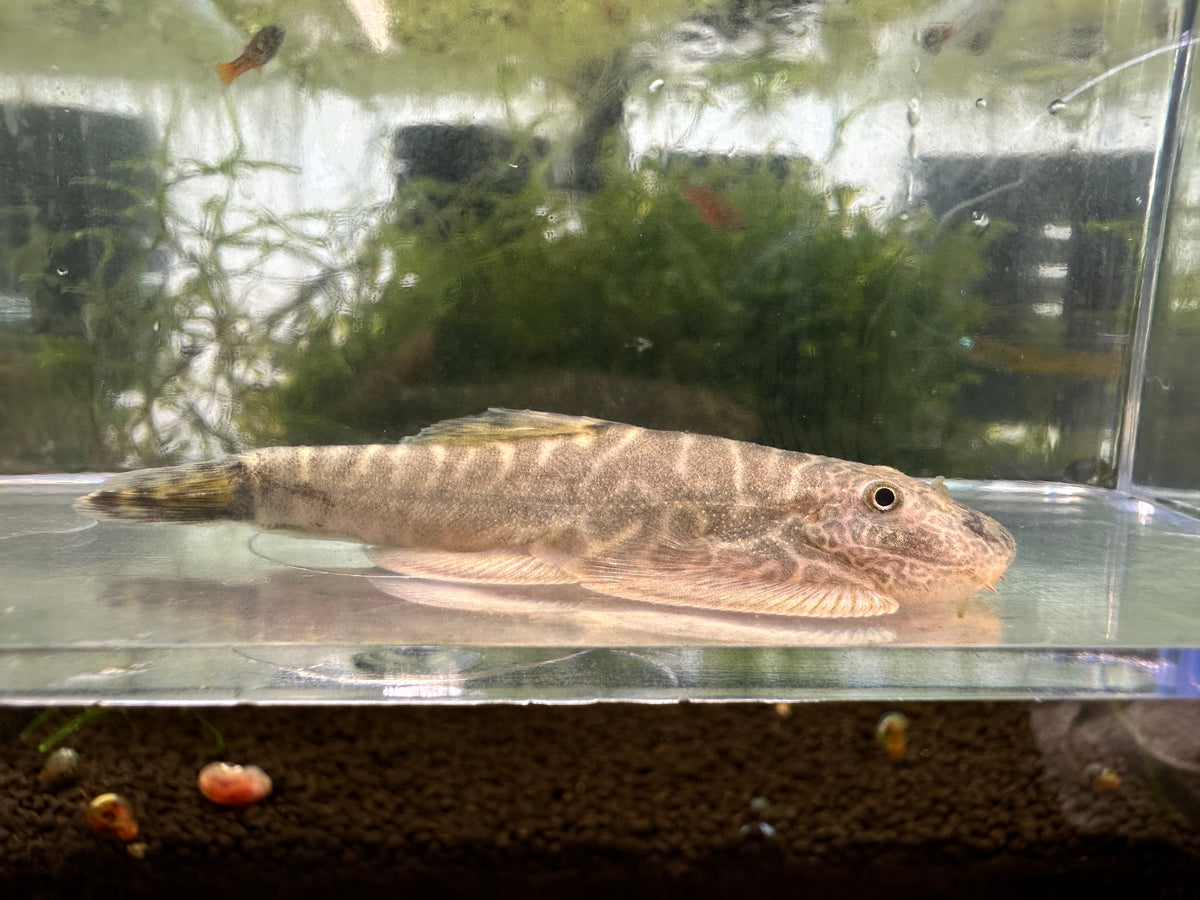 Yellow Fin Hillstream Loach - 1 FISH – Tucky's Bettas