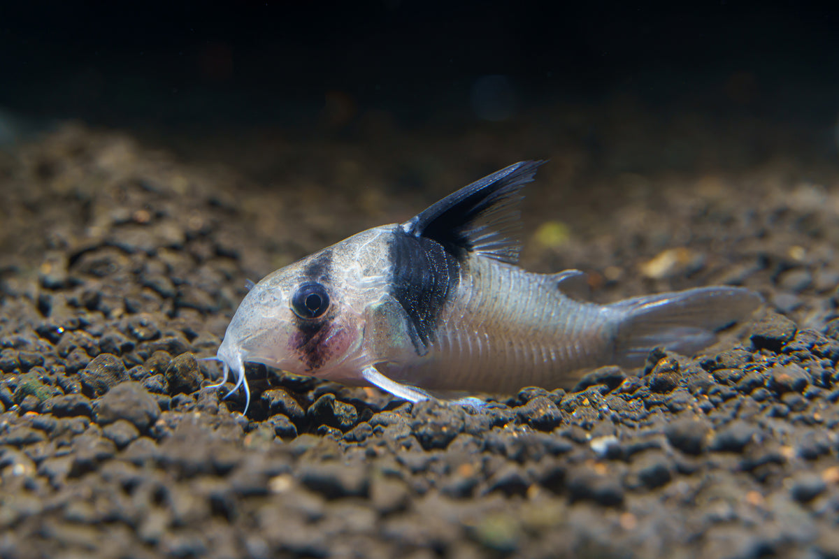 Panda Cory – Tucky's Bettas