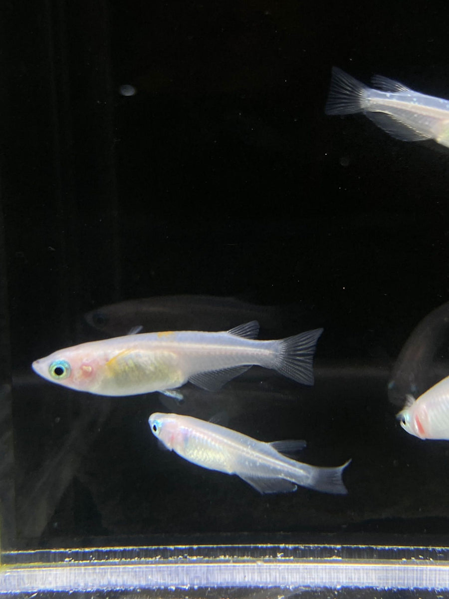 Medaka Rice Fish - Pearl Galaxy - 1 PCS – Tucky's Bettas