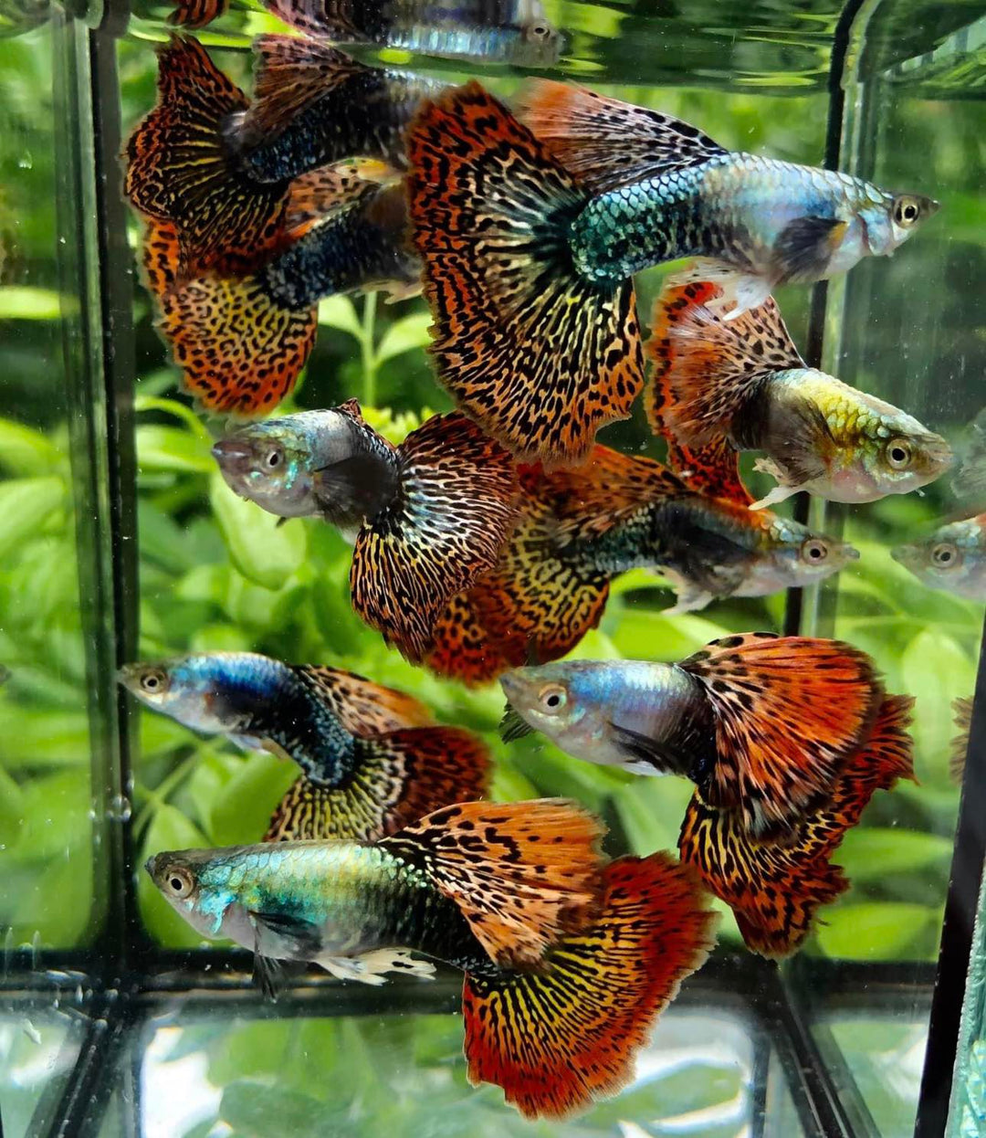 1 Trio Red Dragon BDS Guppies - 1 Male 2 Female – Tucky's Bettas