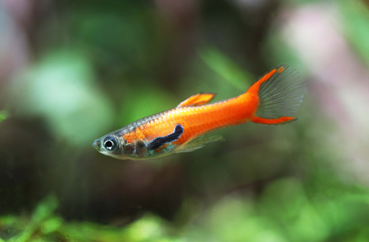 Red Chili Endlers - 3 Pack – Tucky's Bettas