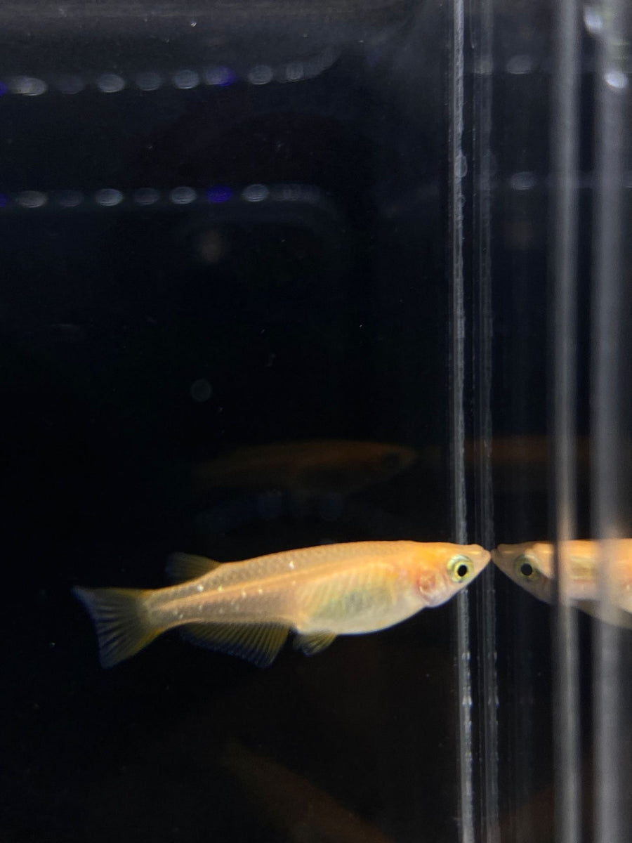 Medaka Rice Fish - Youkihi - 1 PCS – Tucky's Bettas