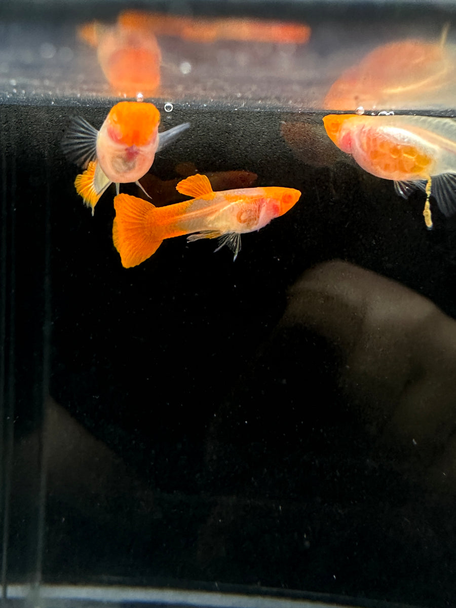 1 Trio See Through Albino Red Koi Guppies - 1 Male 2 Female – Tucky's ...