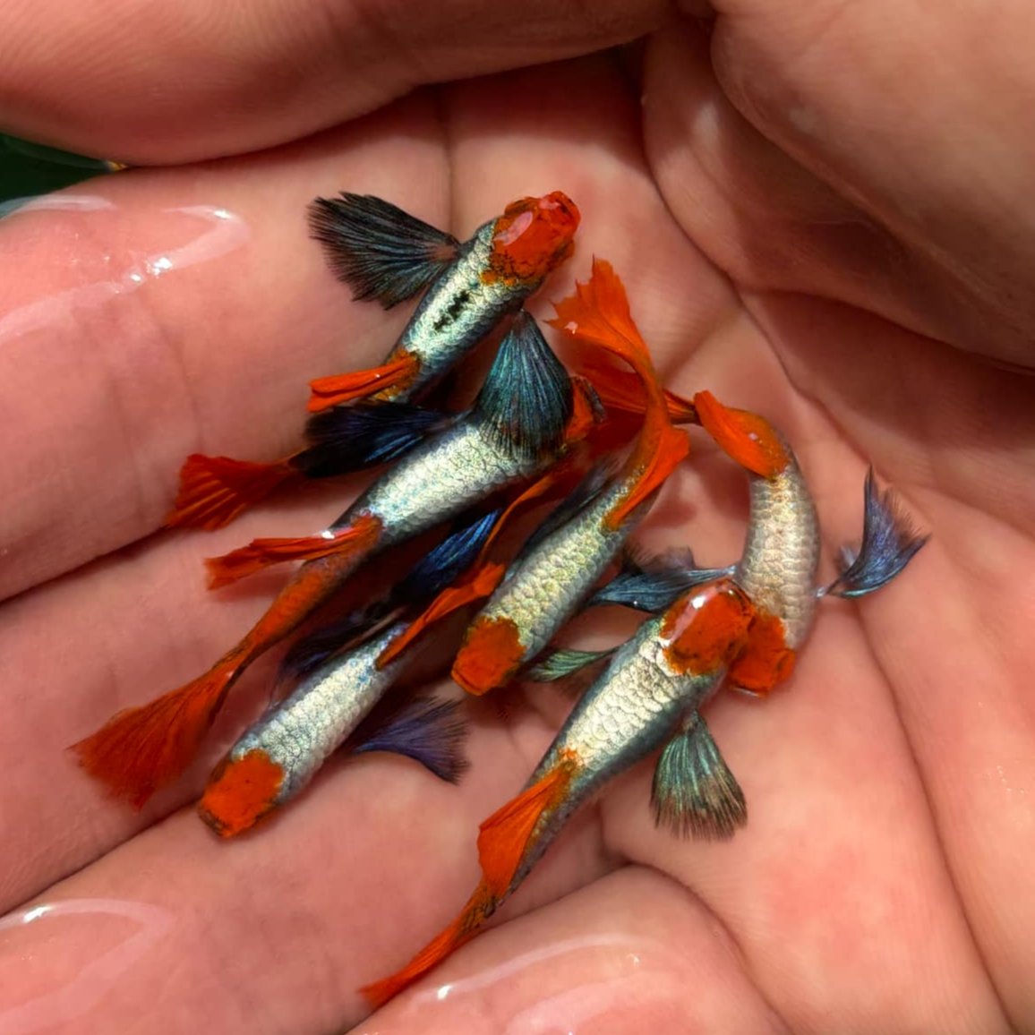 1 Pair Koi Dumbo Red Tail Guppies - 1 Male 1 Female – Tucky's Bettas