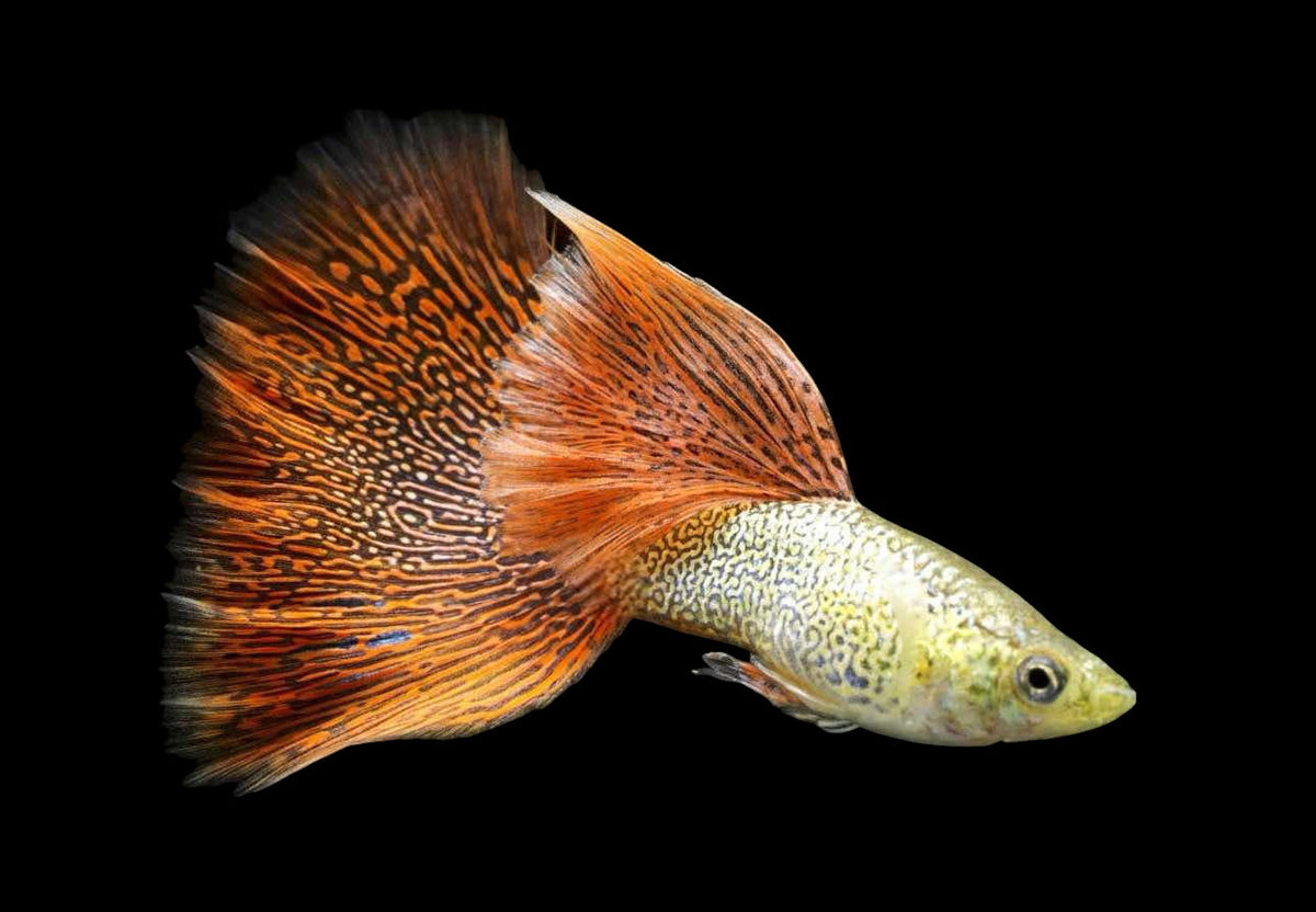 1 Trio Red Lace Guppies - 1 Male 2 Female – Tucky's Bettas