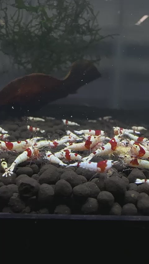 PRL Pure Red Line Shrimp - 10 Pack FREE SHIPPING – Tucky's Bettas