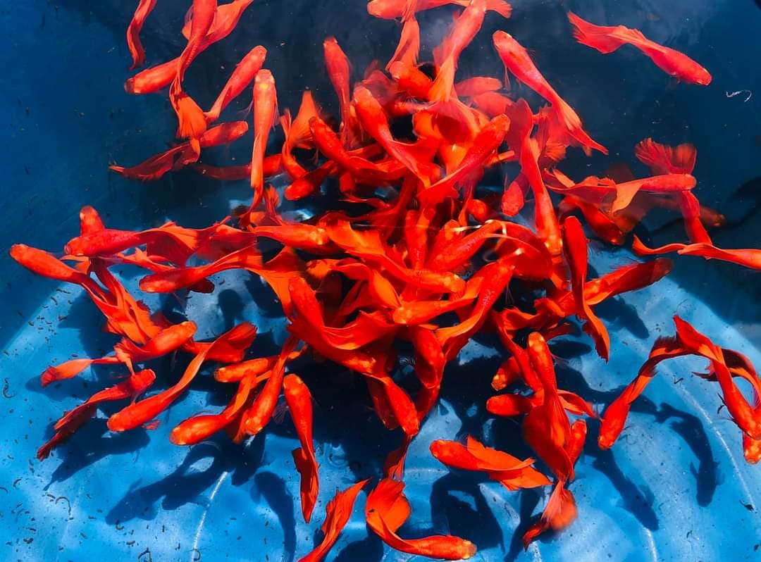 1 Trio Albino Full Red Guppies - 1 Male 2 Female – Tucky's Bettas