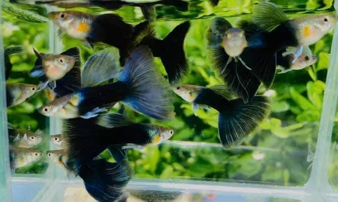 1 Trio HB Blue Guppies - 1 Male 2 Female – Tucky's Bettas