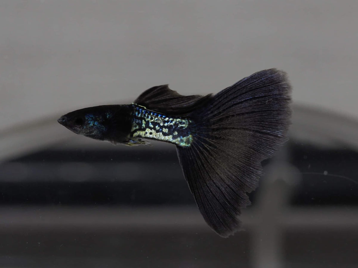 1 Trio Metal Black Lace Guppies - 1 Male 2 Female – Tucky's Bettas