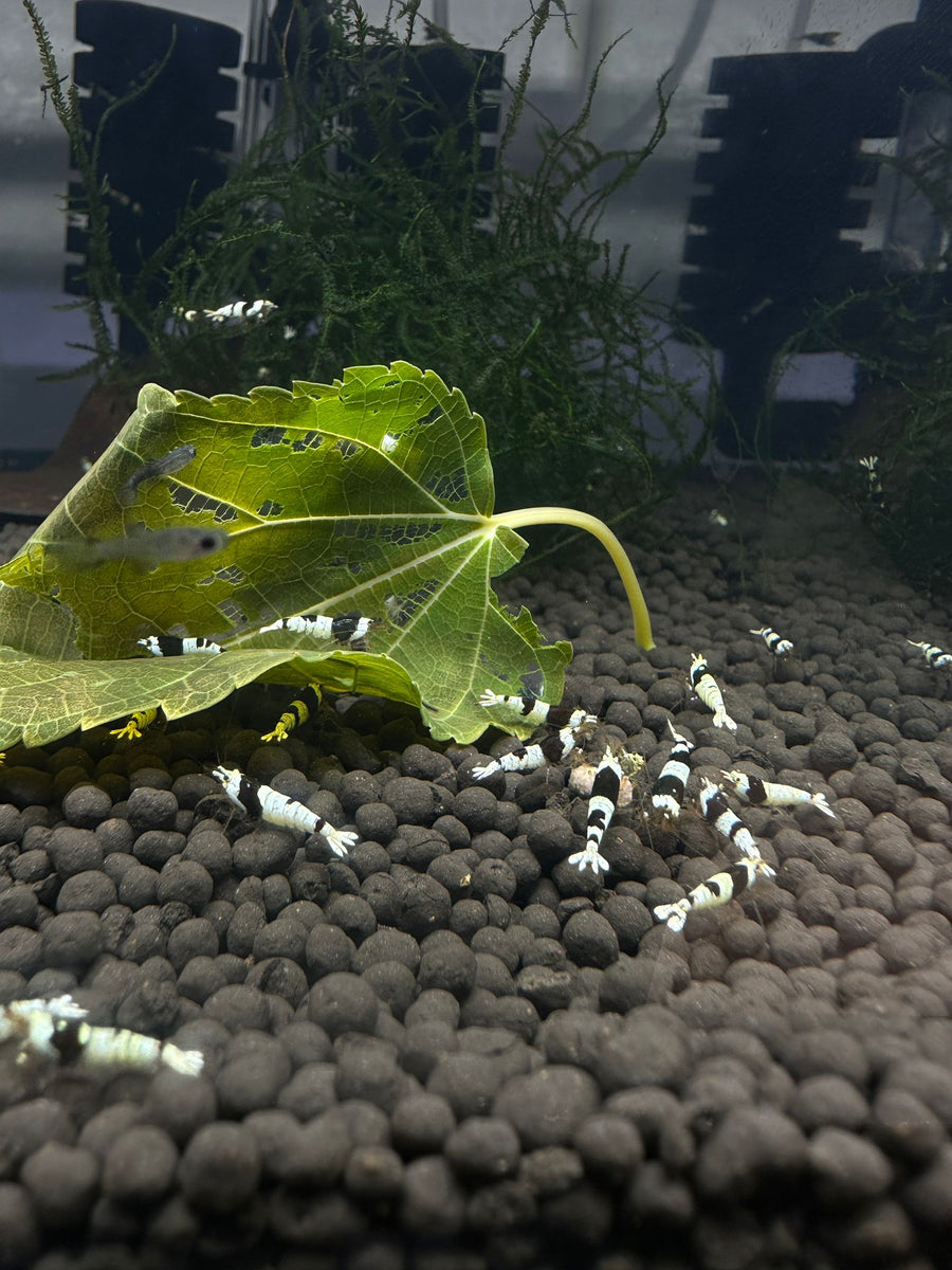 PBL Pure Black Line Shrimp - 10 Pack FREE SHIPPING – Tucky's Bettas
