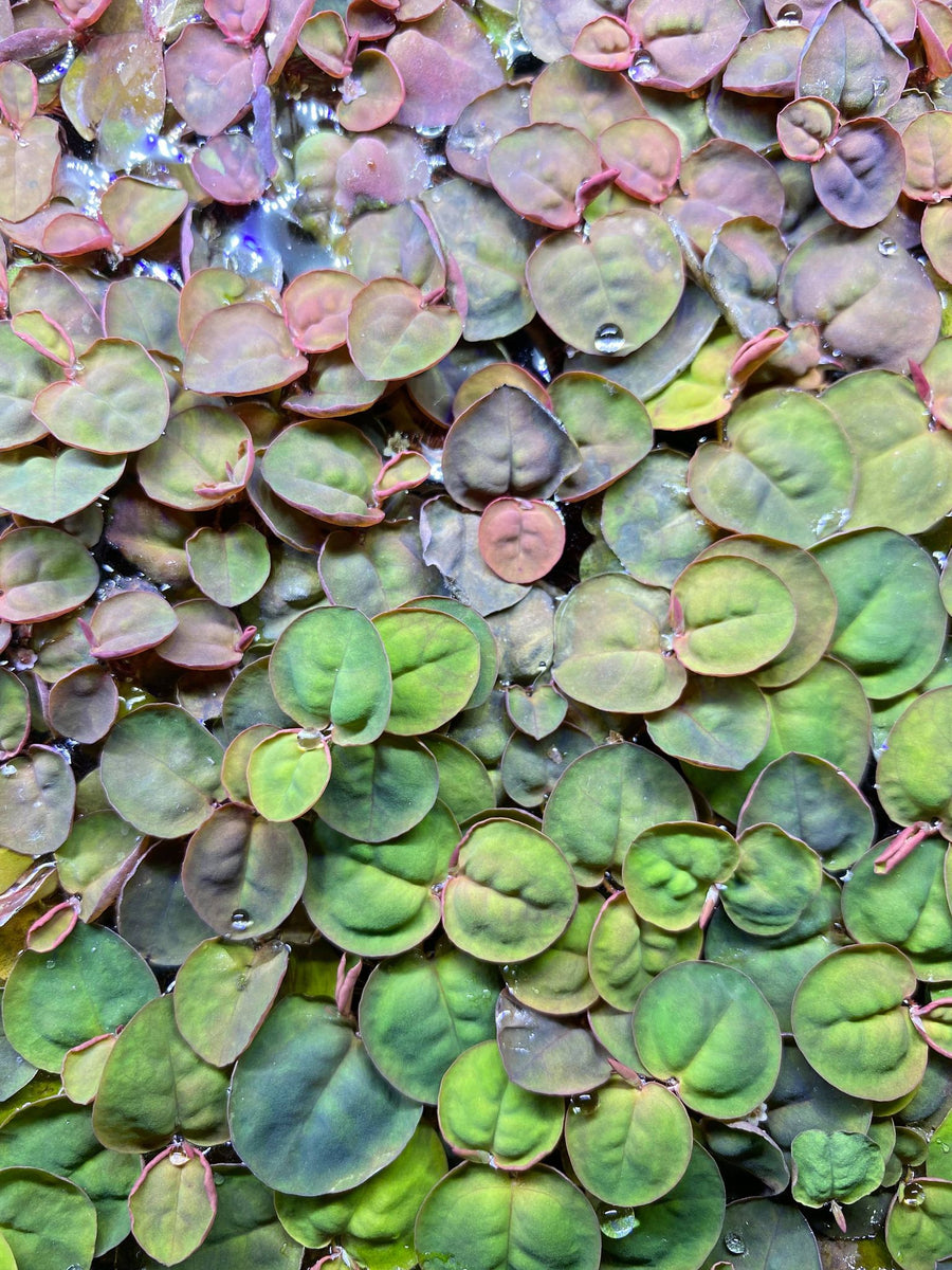Red Root Floaters 30+ Leaves - Floating Plants – Tucky's Bettas