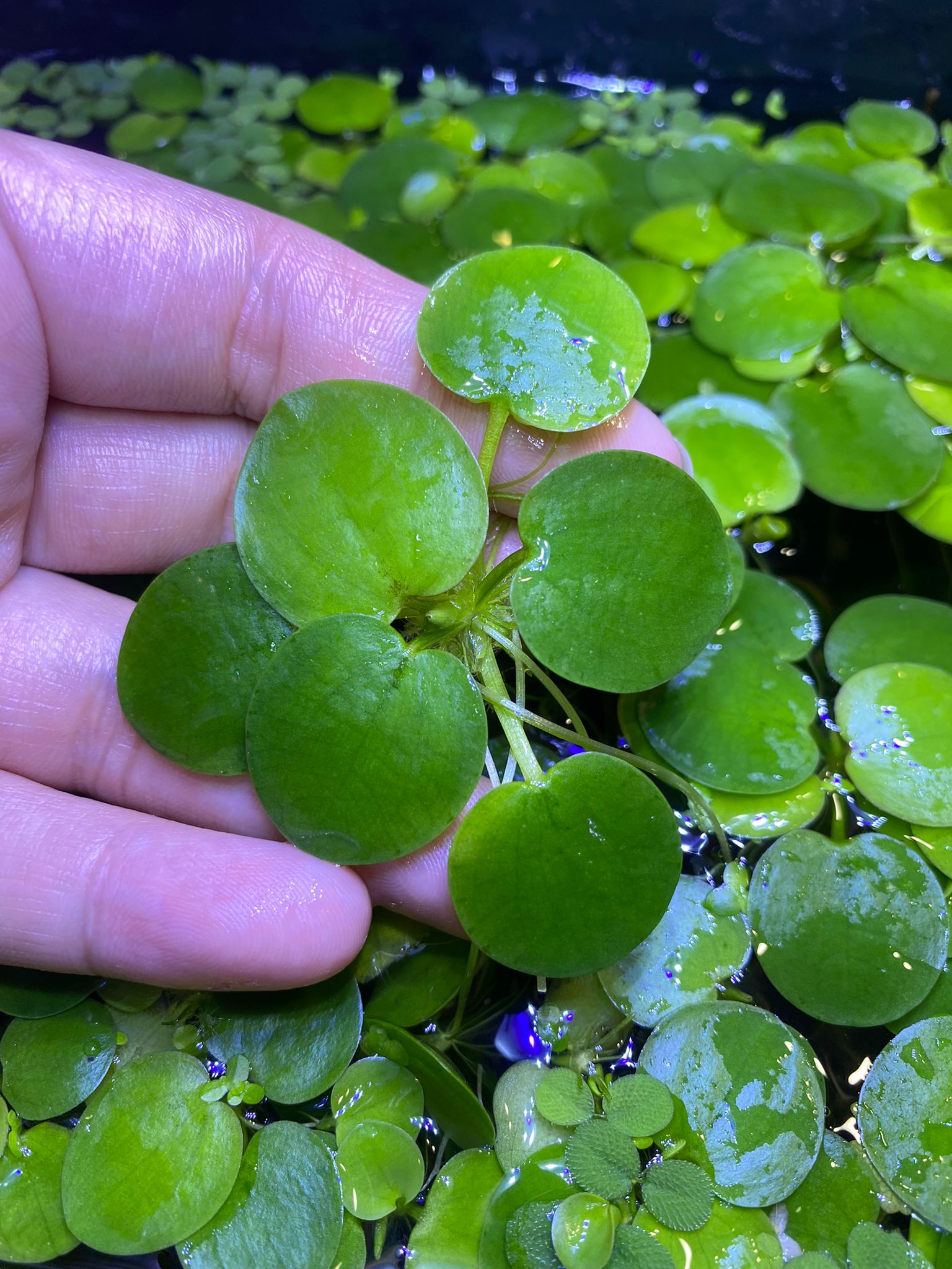 Amazon Frogbit 20+ Leaves - Floating Plants – Tucky's Bettas